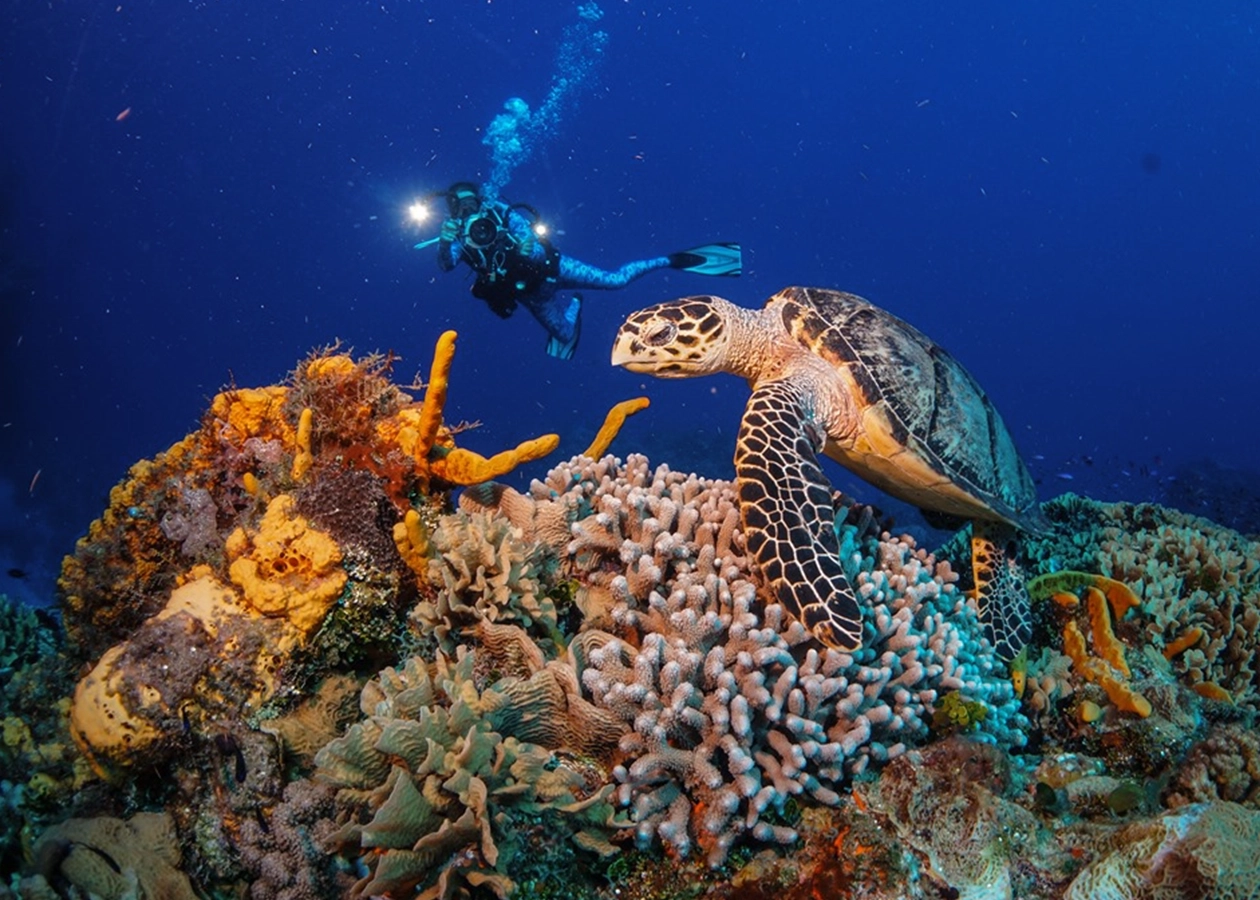 Experience Incredible Diving Adventures | Cozumel Palace