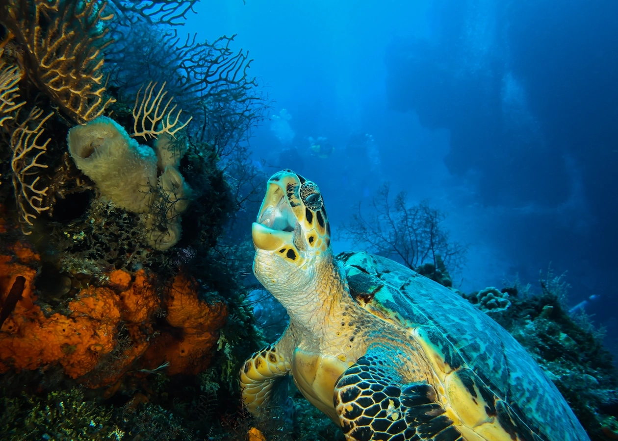 Experience Incredible Diving Adventures | Cozumel Palace