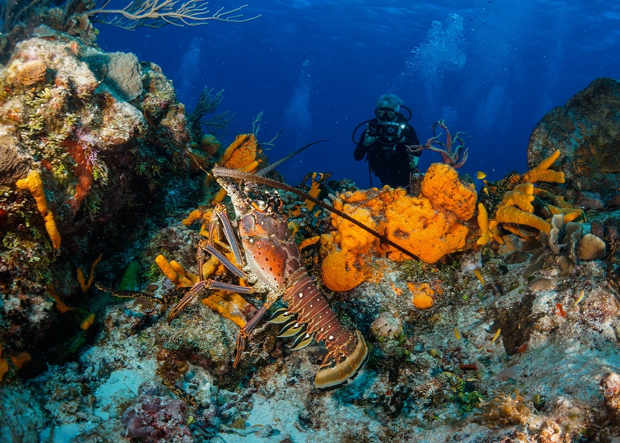 Experience Incredible Diving Adventures | Cozumel Palace